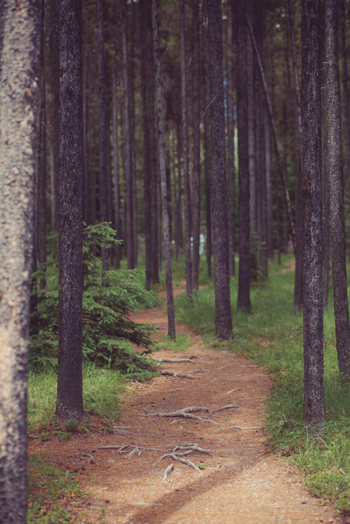 Honing Your Psychic Sensitivity — The Leaf Heart Path